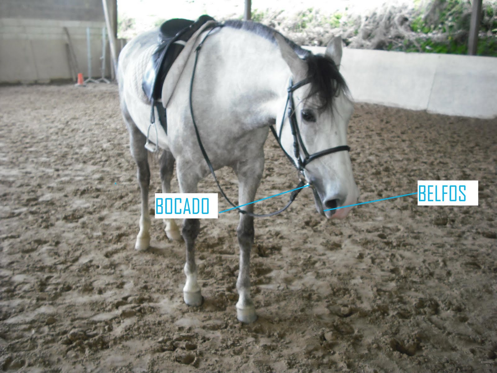 Guía básica del caballo: imágenes, enlaces e información.: Conceptos ...