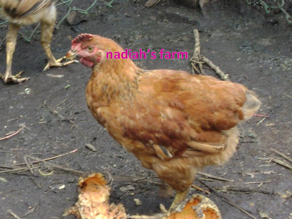 Nadiahs Little Farm: ayam gajah..