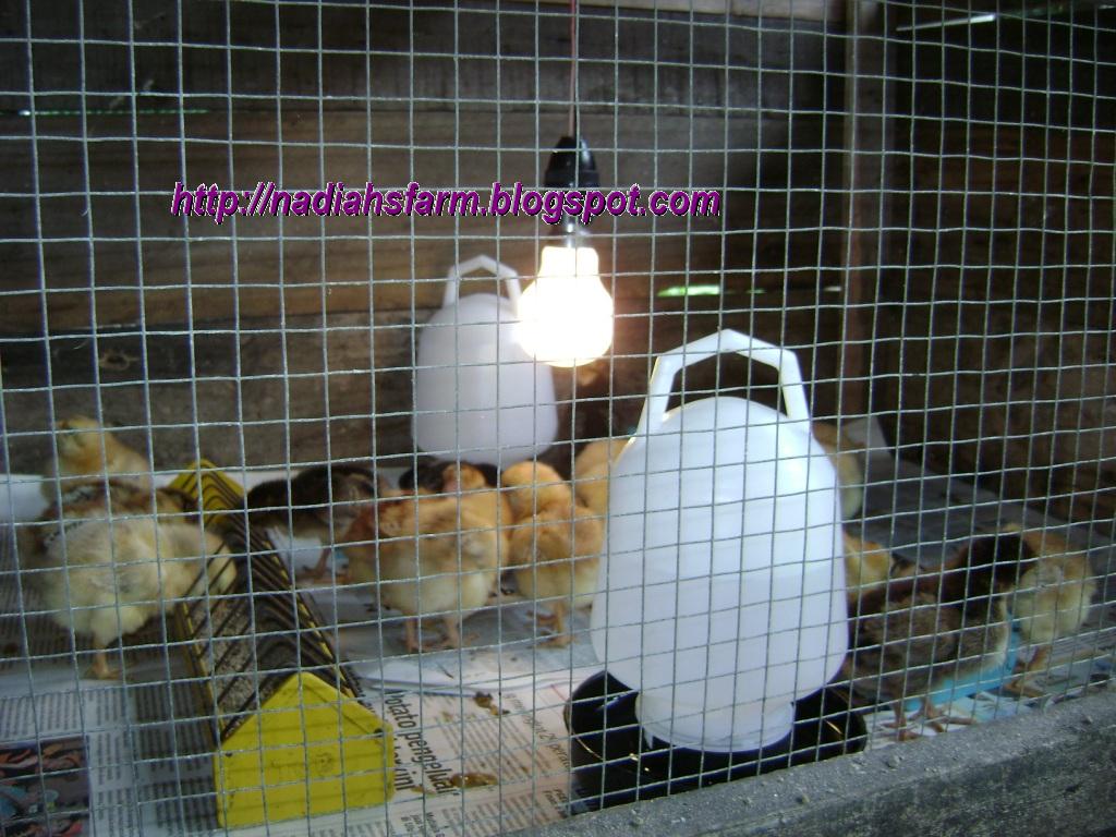 Nadiahs Little Farm: anak ayam lagi...