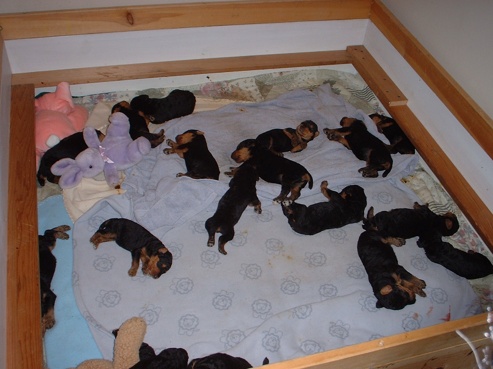 Scruffy, Lacie and Stan's Place: Scruffy, MASKED!