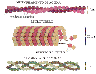 Tópicos Selectos Biología