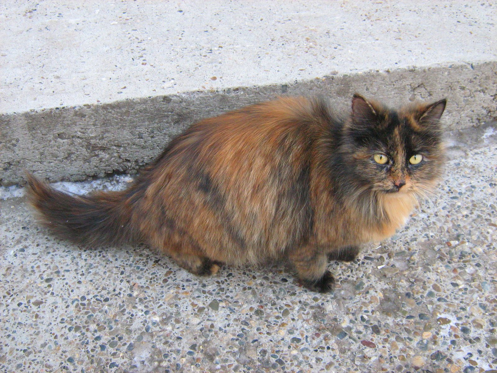 Waiting Ginger-Tortoiseshell Kitty — Russian Cats Pictures