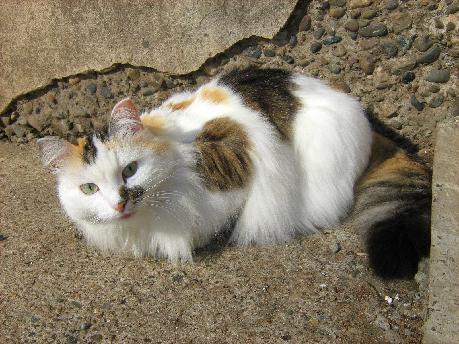Tortoiseshell-White Kitty — Russian Cats Pictures