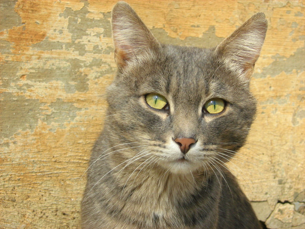 Serious Smoky-Tabby Cat — Russian Cats Pictures