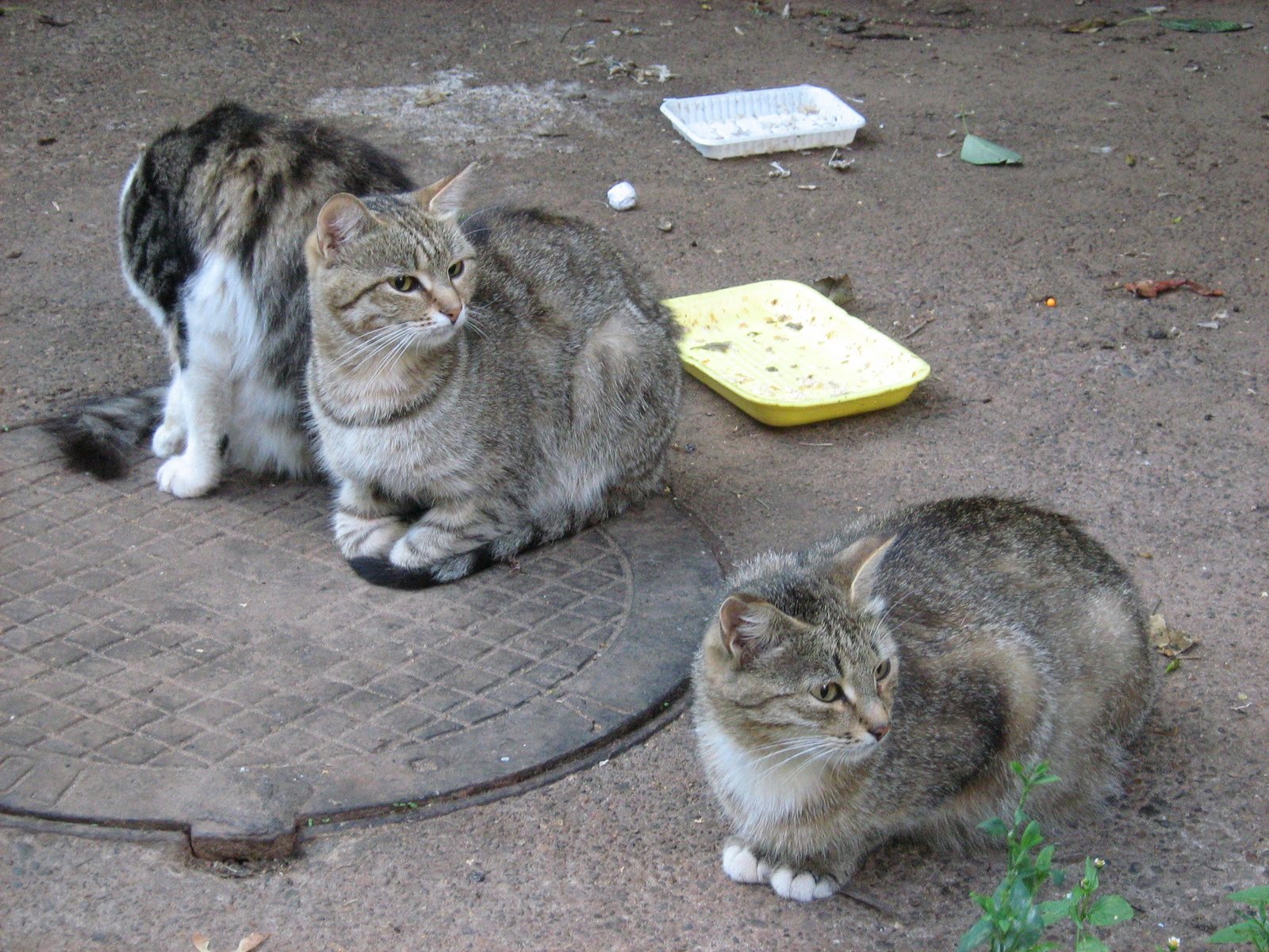 Homeless Cats — Russian Cats Pictures