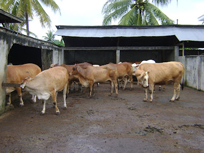 Lawatan Ilmu Di Ladang Ternakan lembu Lampung, Palembang Indonesia ...