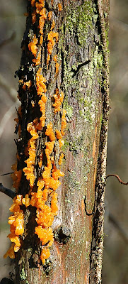 What's happening in the Garden?: An interesting rust fungus