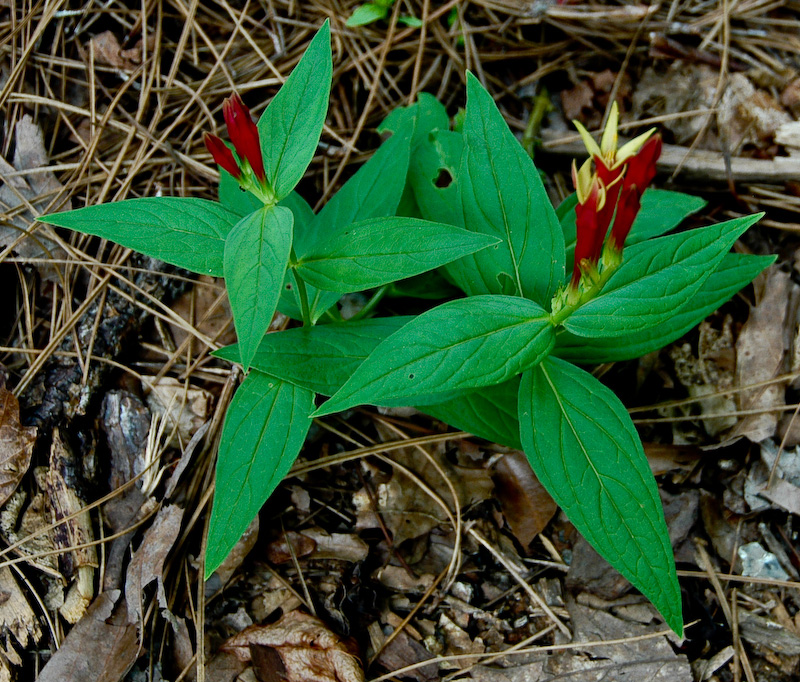 Sochan (Rudbeckia laciniata) and Spigelia marilandica