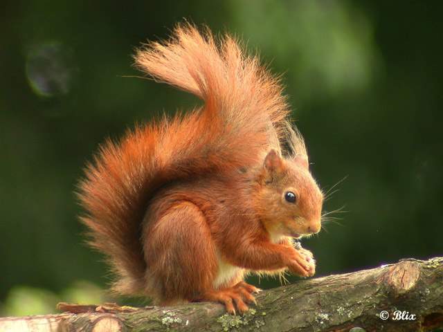 Racines Charnelles: L'écureuil.
