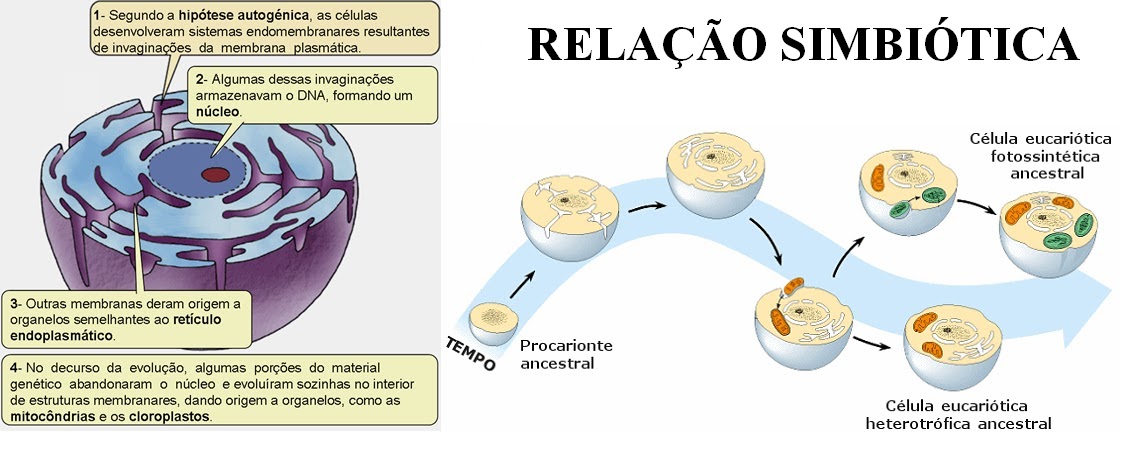 PORTA DE ENTRADA: SIMBIOSE