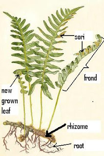 So Green: Plant Classification