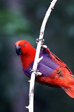 Pet Stores Guide: Grand Eclectus