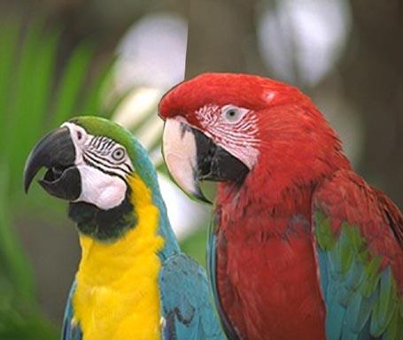 Pet Stores Guide: Parrots As Pets