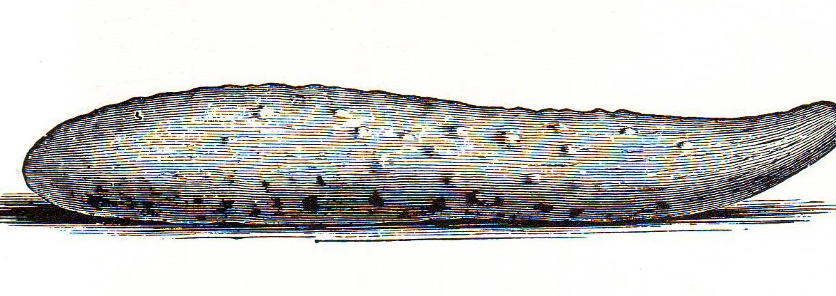 The Old Foodie: All about cucumbers.