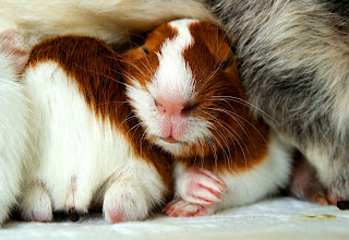 Cavia Achtergronden