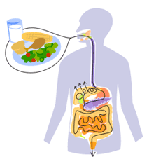 Ms.Schulman's World: The Digestive System - The ins and outs!