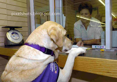 Trained intelligent pet dog, Story of Endal, the famous Assistance Dog ...