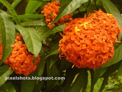 Flowering Plants In Kerala With Names