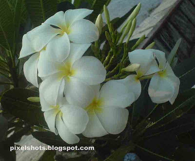 Chembakam- White plumeria Flowers with Exotic Fragrance|Kerala Flower ...