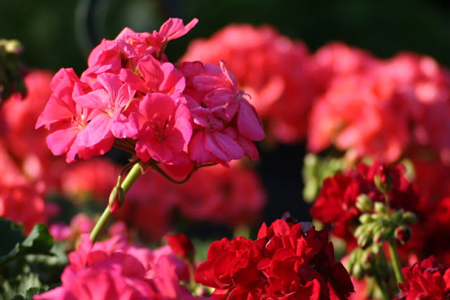 Moon Valley Nurseries: Moon Valley Nurseries takes you to the most ...