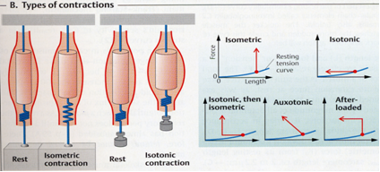 Medical Lecture Notes Online: Muscle physiology