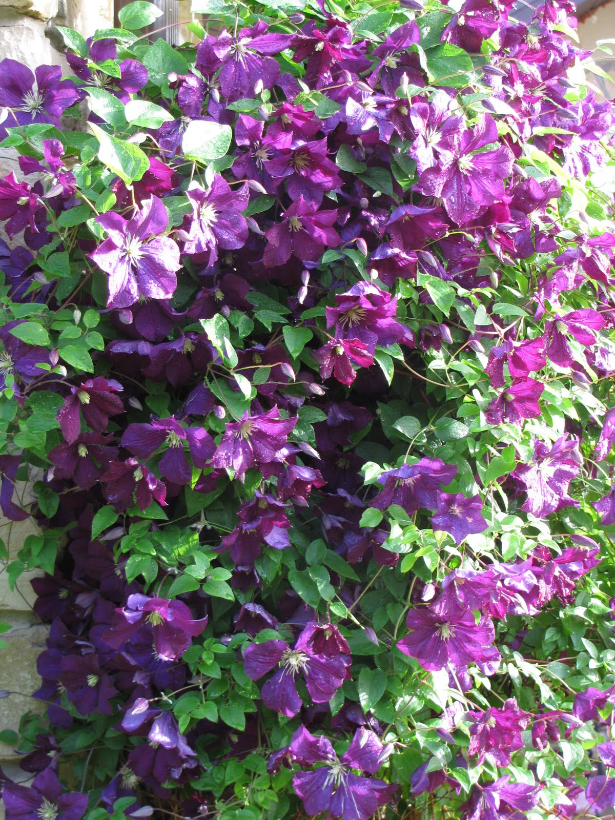 Applestone Cottage: My Clematis