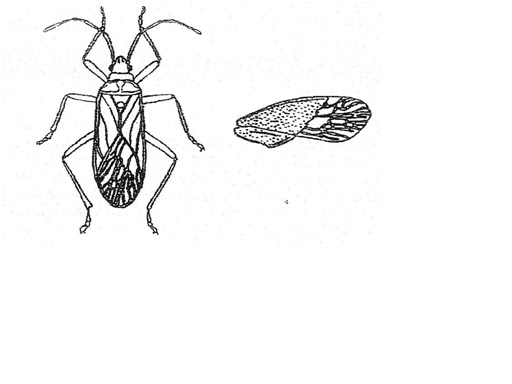 insectos de importancia forestal: ÒRDENES DE INSECTOS DE IMPORTANCIA ...