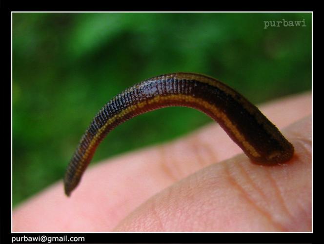 aufa khalilah: Mr Pacat~ (Siri Pengembaraan Alam Sekitar)