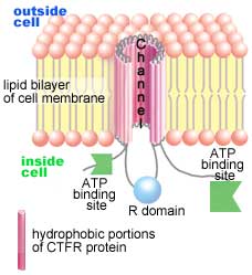 Brains for Bio!: Cystic Fibrosis
