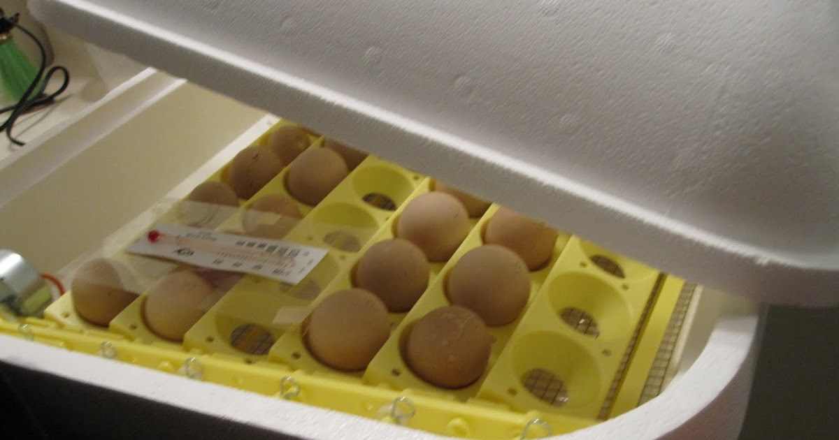 Guinea Alert Candling The Eggs Again Day 8