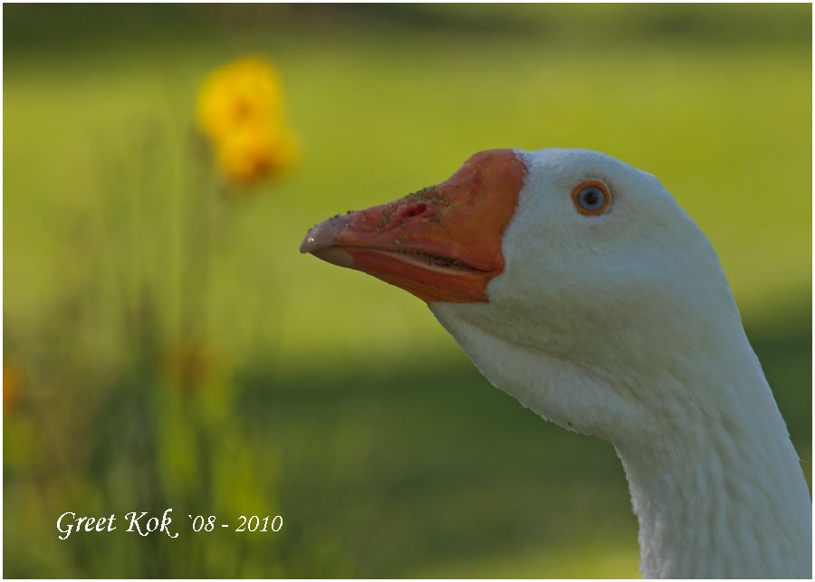 Foto`s van Greet: Nog wat plaatjes van Zwanen en Gans