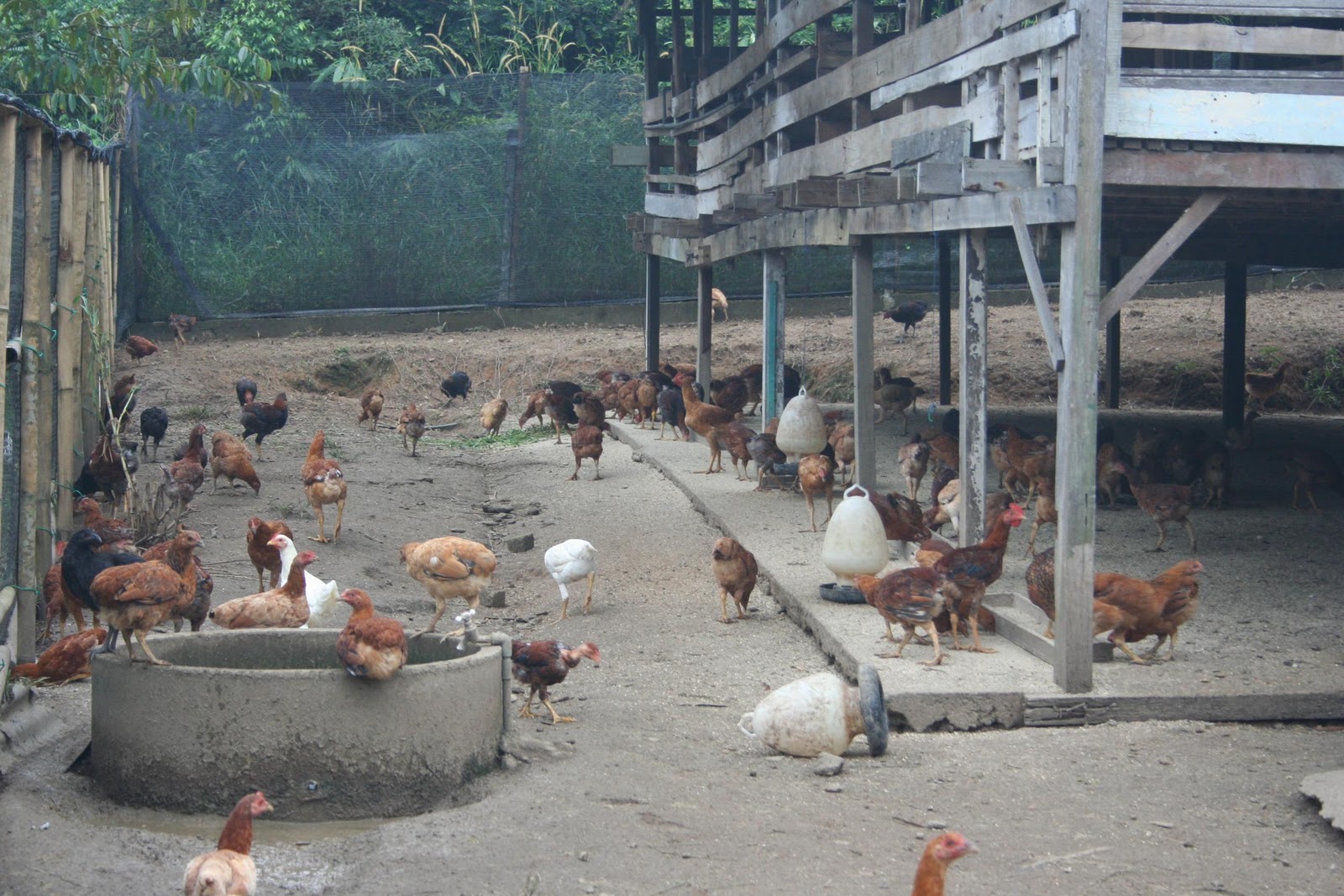 KIUT FARM: AYAM KAMPUNG