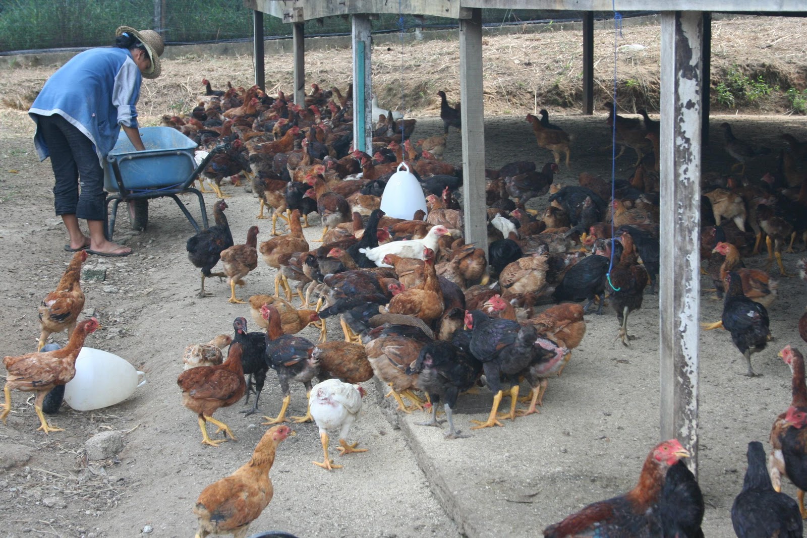 KIUT FARM: AYAM KAMPUNG