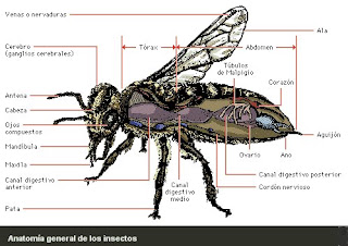 BIOLOGIA