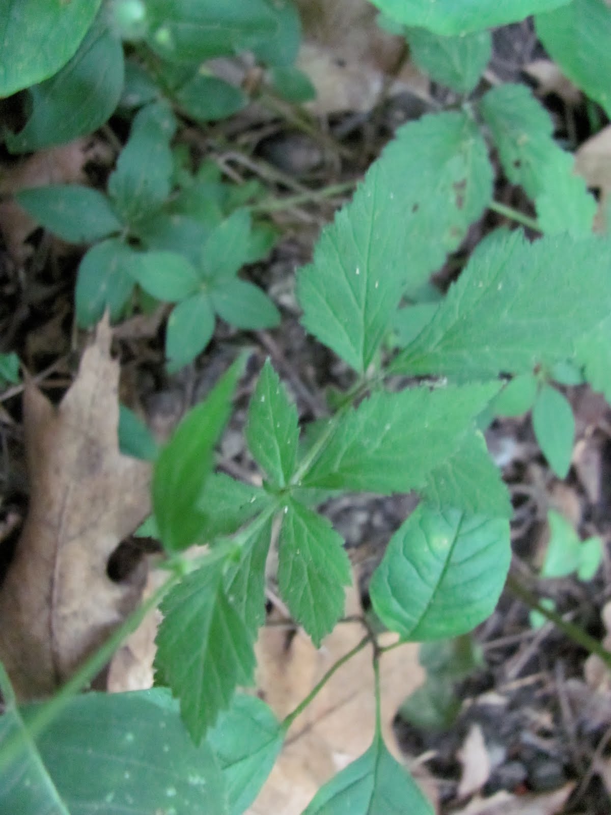 SPECIES: Oak Hickory Forest