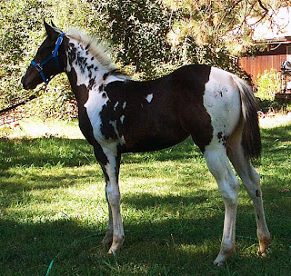 APHA Horses - Information, Debate and Opinions: Tobiano Paint Pattern