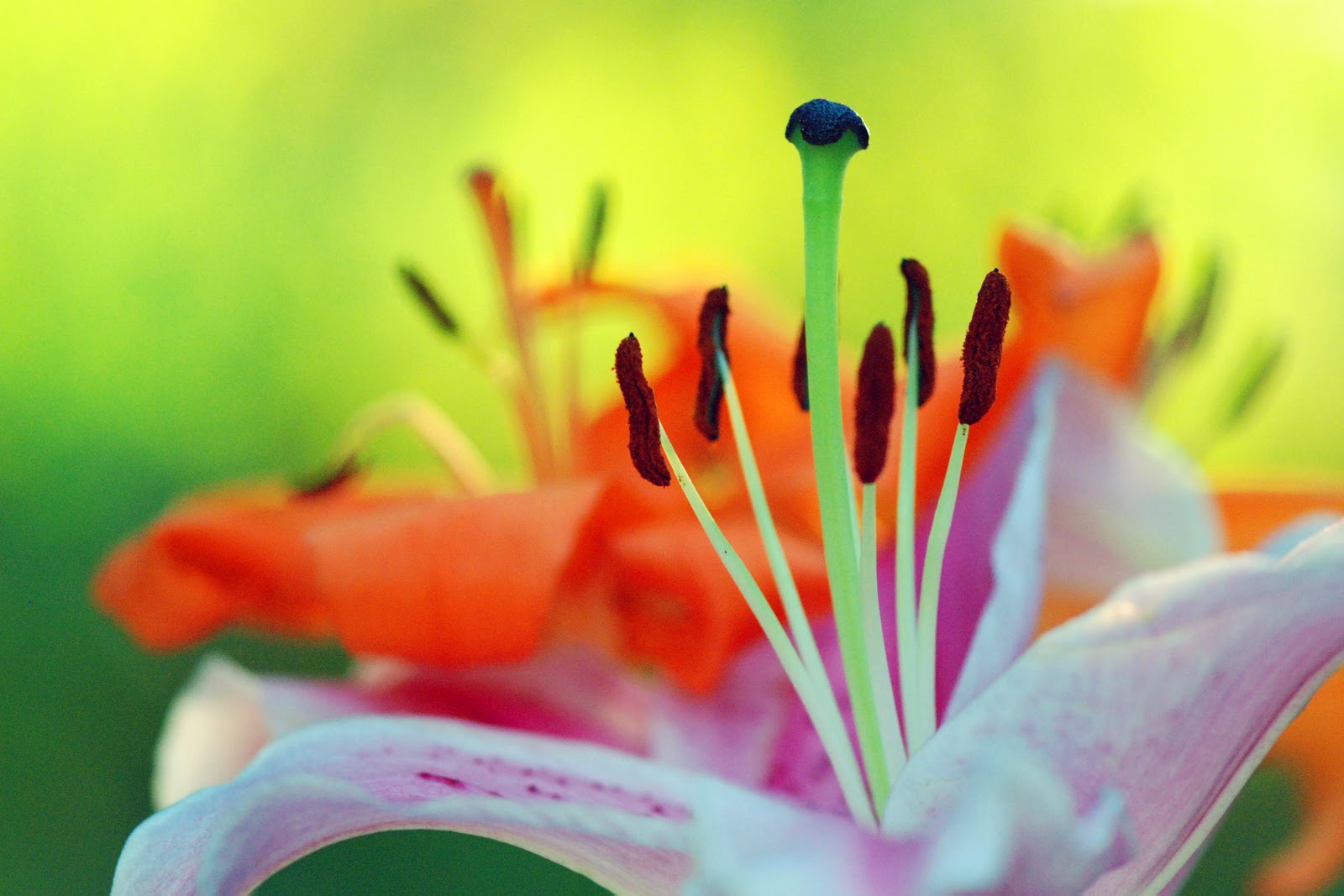 Fat Tony's Arabian Adventures: Saudi Flowers 1