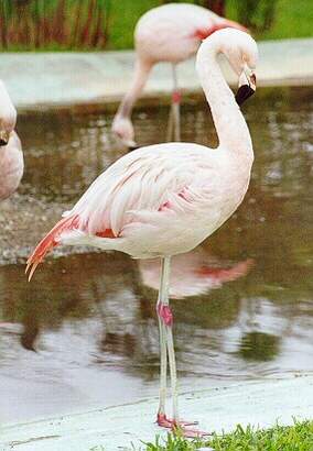 Advanced Term 4 2010: the peruvian flamingo