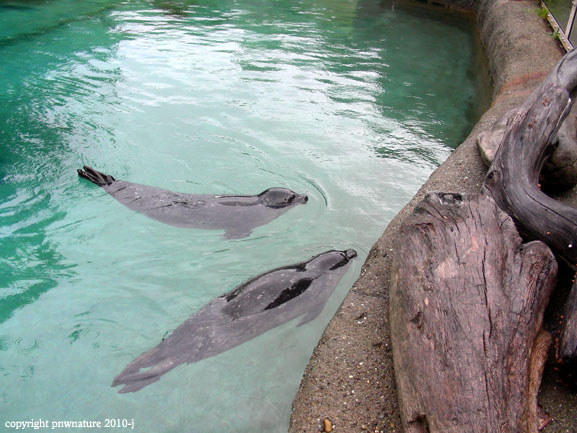 Harbor Seals at Point Defiance Zoo