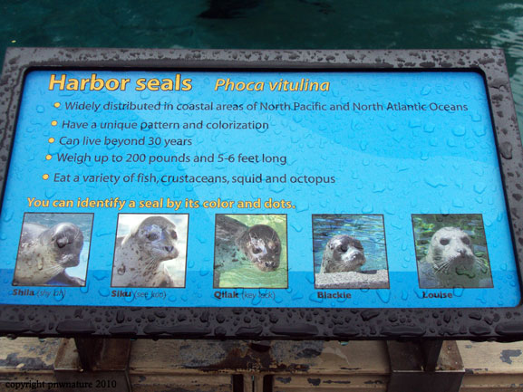 Harbor Seals at Point Defiance Zoo