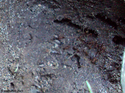 International Rock Flipping Day