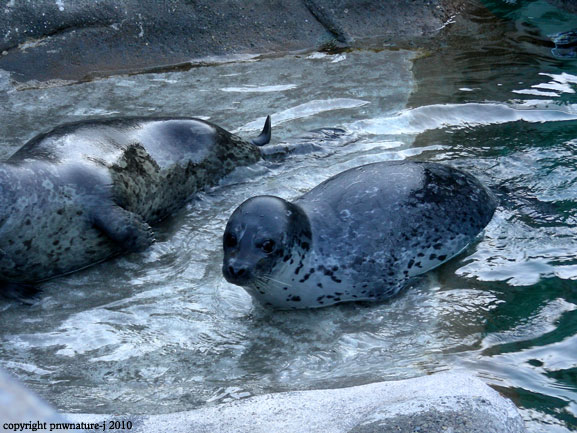 Harbor Seals at Point Defiance Zoo 2