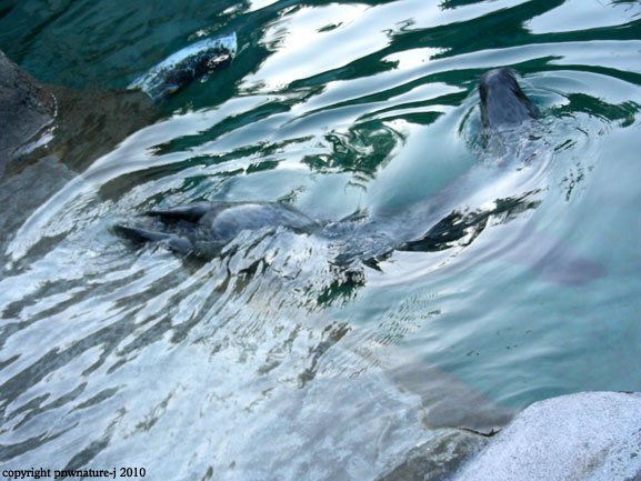 Harbor Seals at Point Defiance Zoo 2