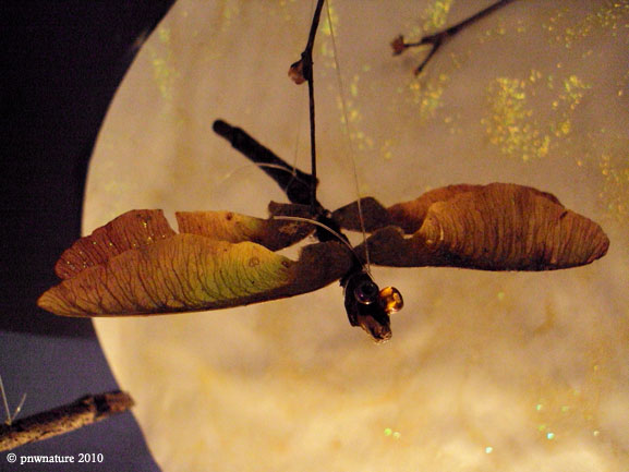 Our Twig and Maple Seed Dragonflies