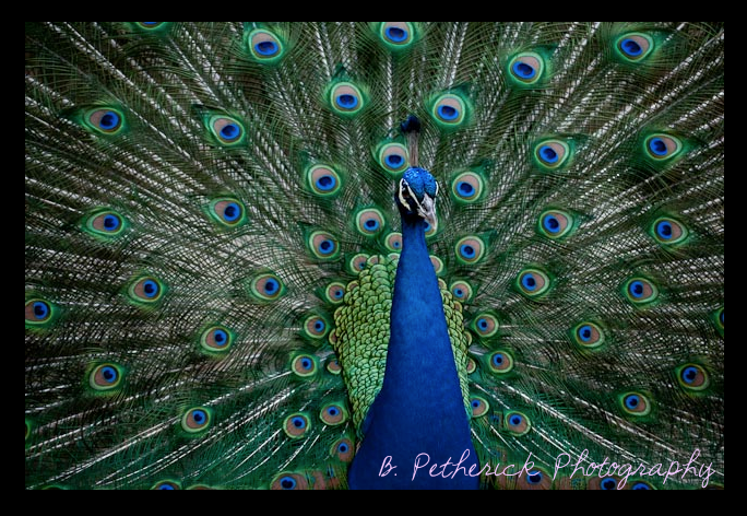 B.Petherick Photography: Peacocks & Cars