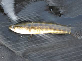 Exploring wild fishes