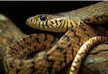Ular Bandotan Tutul the javanese Snake :: Reptilia Mania