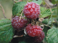 BAKE IT OFF: Raspberry Frangipane Tart