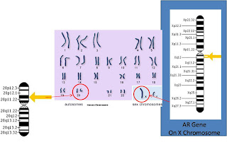 Good Bye Hair Loss - Hair Loss Tips & Advice Online: Hair Genetics and ...