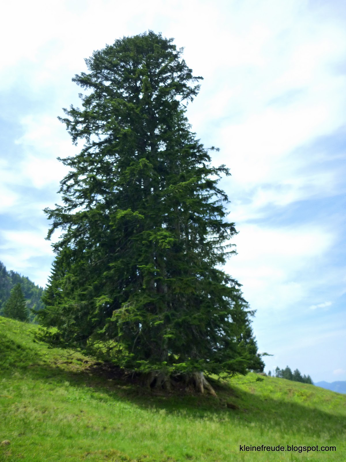 kleine freude: Der Tannenbaum